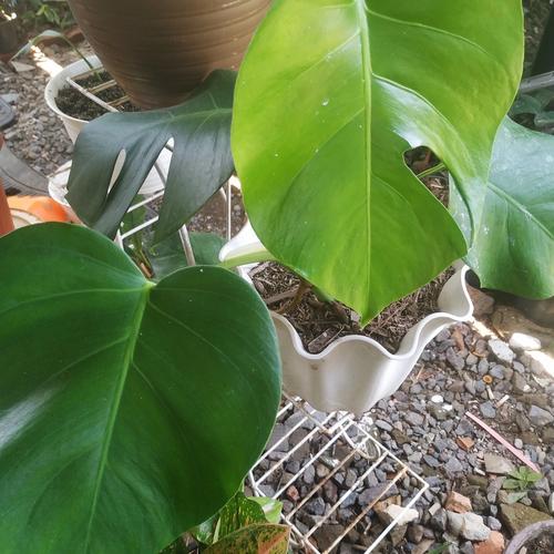 Jual monstera king deliciosa - Kota Palembang - Vertical Garden ...