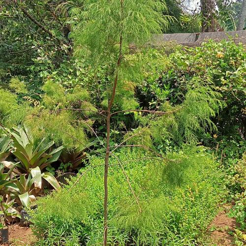 Jual bibit pohon peneduh Cemara balon tinggi 1,5 meter - Kota Depok ...