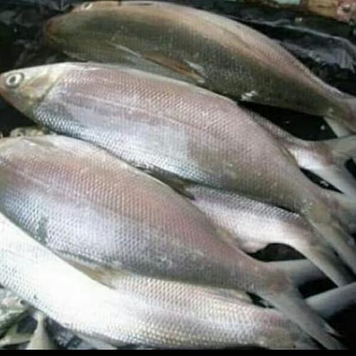 Jual ikan bandeng besar segar 1 kg - isi 1 - Jakarta Selatan - atwshop ...