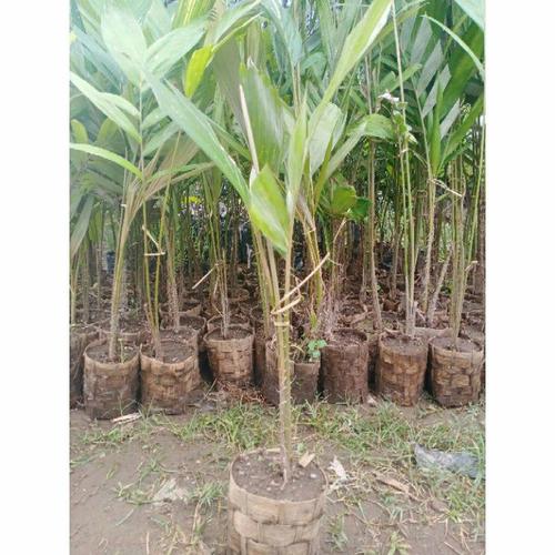 Jual Bibit Salak Pondoh Super - Kab. Kediri - Teras Bibit Store | Tokopedia