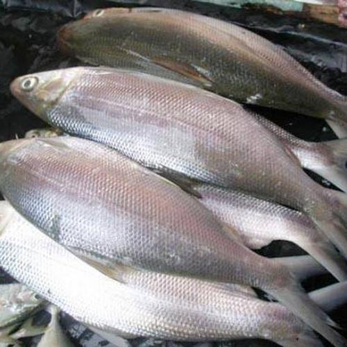 Jual ikan bandeng pilihan segar 1kg - Kota Surabaya - bakoelsayuer ...
