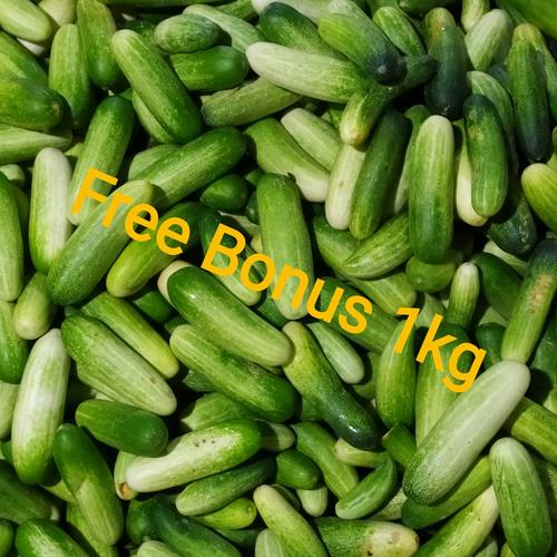 Jual Timun, Mentimun, Sayuran Timun, Timun lokal 1 kg Murah - Jakarta ...