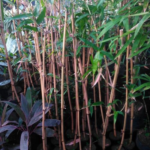 Jual Bambu Kuning Hias Panda Tanaman Cantik - Kota Medan - Tanamanplus ...