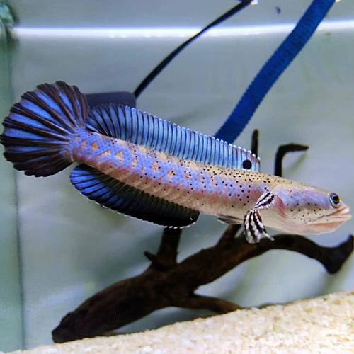 Jual channa blue pulchra grade A size 13-15cm murah meriah - Pelet ...
