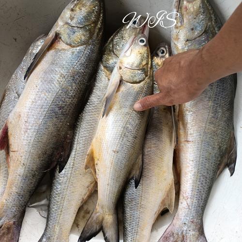 Jual ikan kuro ikan senangin segar harian 1 kg - Jakarta Utara - warung ...