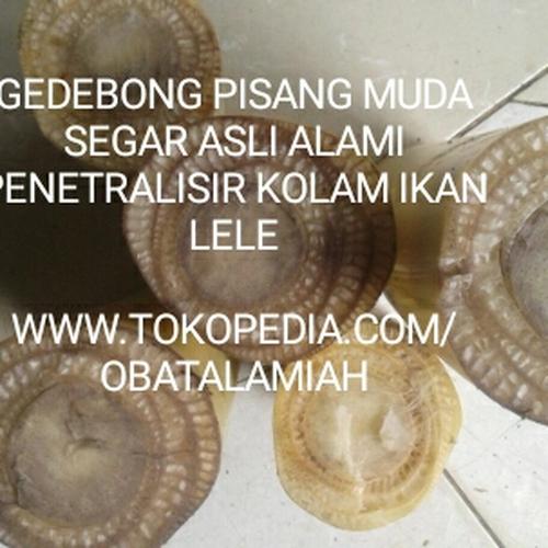 Jual gedebog pisang muda segar penetralisir kolam ternak ikan air tawar ...