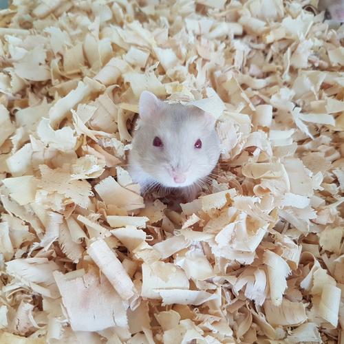 Jual Hamster Winter white tiger saffier golden pearl - argente - Kota ...