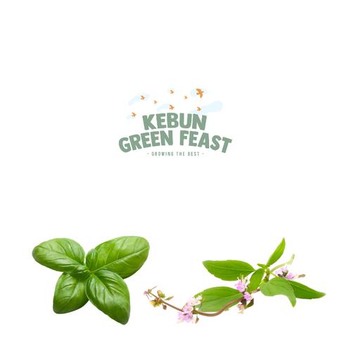 Jual Daun Basil - Fresh Basil - Thai basil - Kota Medan - Kebun Green ...