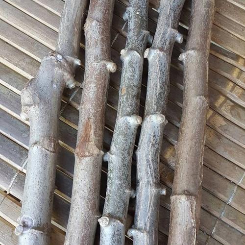 Jual Bibit stek pohon singkong ukuran 25cm original - Jakarta Timur ...