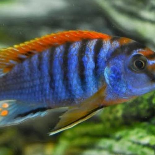 Jual Red top hongi mbuna - Kab. Banyuwangi - UniversalTeknik | Tokopedia