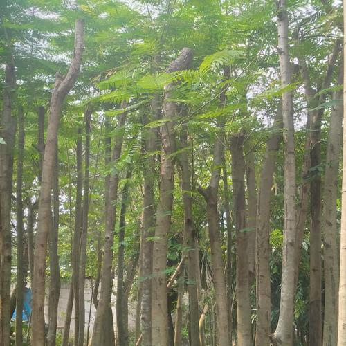 Jual pohon sengon buto tinggi 3 meter 50 cm - Kab. Bogor - dastin taman ...