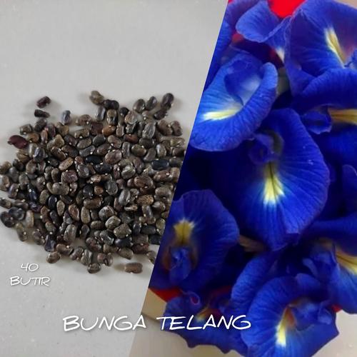 Jual 40 BUTIR BIJI/BENIH BUNGA TELANG WARNA BIRU - Kota Tangerang ...