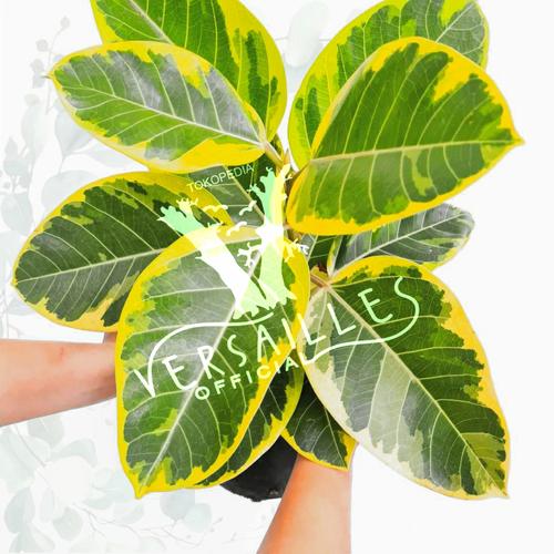 Jual Tanaman Hias Bunga Kuning Cantik Ficus Dandelion Karet Gem Kebo ...