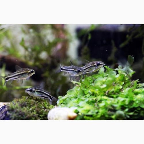 Jual ikan hias aquascape Corydoras Pygmy mini - Kota Tangerang Selatan ...