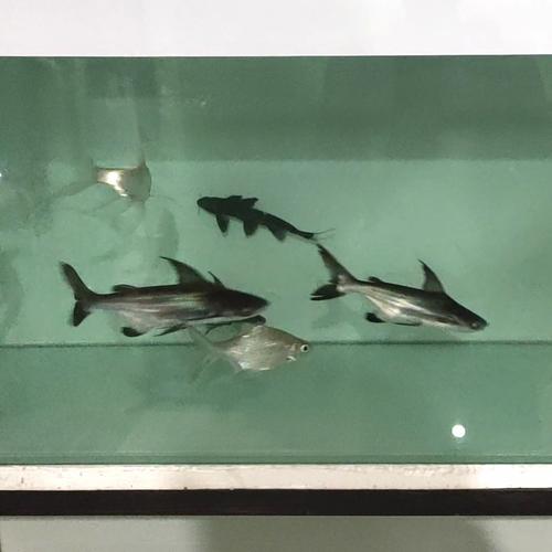 Jual IKAN HIAS PANGASIUS SANITWONGSEI PAROON SHARK GENGHISKHAN SIZE ...