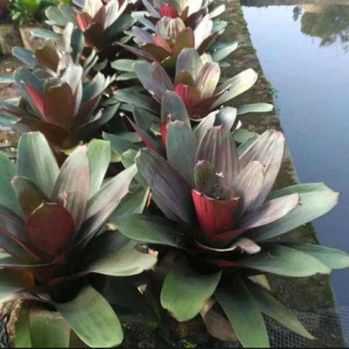 Jual pohon/tanaman bromelia giant untuk taman (besar bukan bibit ...
