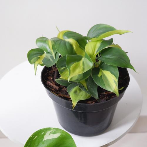 Jual Philo Brazil, Tanaman Gantung warna hijau dan kuning spotlight ...