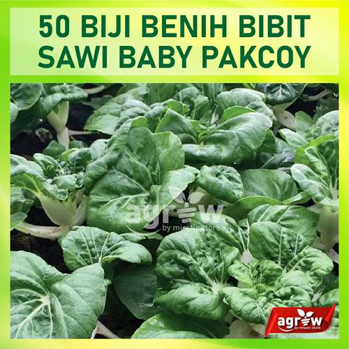 Jual 50 Benih Sawi Baby Pakcoy Nai Bai Sayuran Mini Toy Choy Known You ...