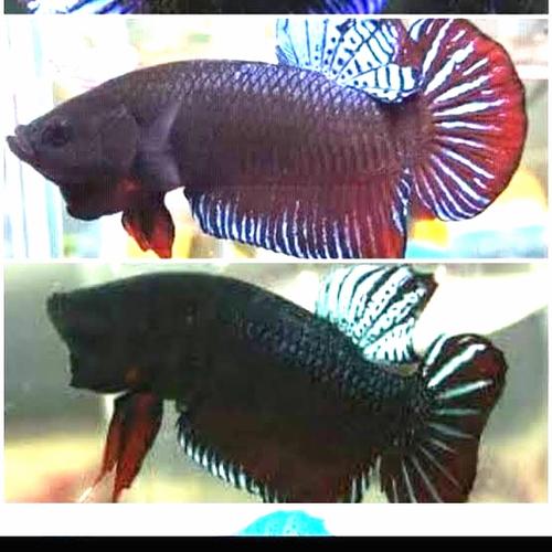 Jual cupang bagan aduan - Kab. Bogor - R AK BETTA FISH | Tokopedia