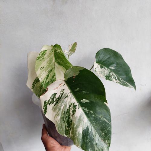 Jual tanaman monstera variegata marble menor - Kab. Bandung Barat ...