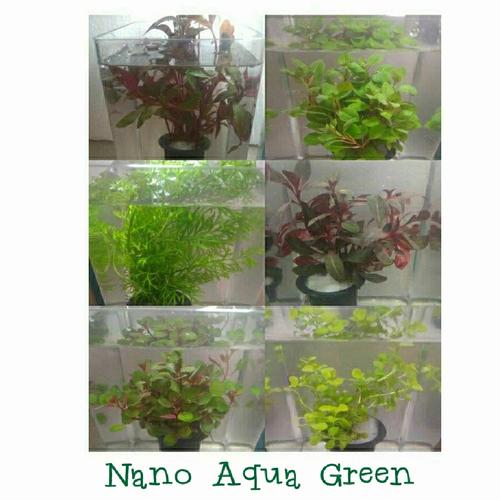 Jual paket 5 jenis stem plants 50 batang/Bebas pilih varian & jumlah ...