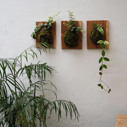 Jual Square Plant - Hoya board - Hoya - Kota Cimahi - The Jungle Truck ...