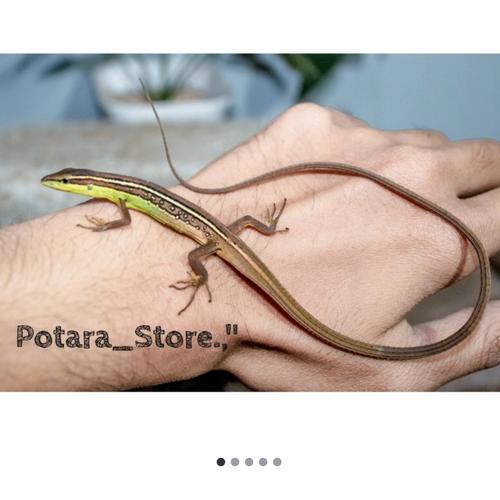 Jual kadal rumput ekor panjang atau grass lizard long-tailed - Kab ...