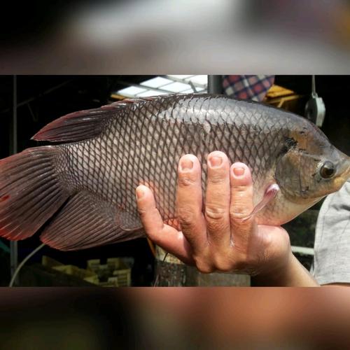 Jual ikan gurame segar fresh - HIDUP - Jakarta Selatan - IKAN MAKMUR ...