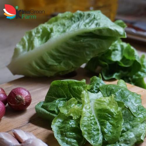 Promo Sayur Romaine Lettuce Organik Inagreen 250 Gram Bandung - Kota ...