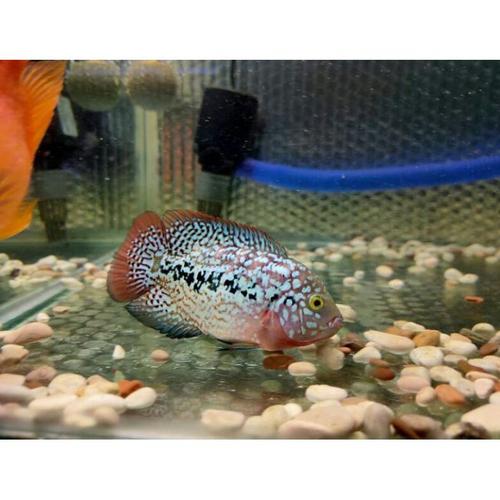 Jual Ikan Louhan/Lohan Kamfa F2 full mutiara dan marking tebal ukuran 2 ...