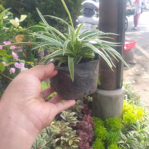 Jual Spider Plant Tanaman - Kota Medan - Tanamanplus | Tokopedia