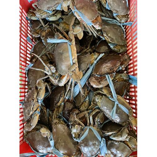 Jual KEPITING HIDUP TELUR SUPER GENDUT 1KG isi 4 - 500gr - Kota ...