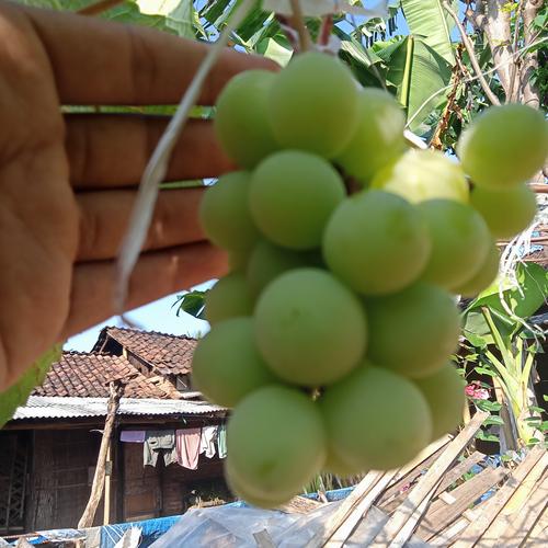 Jual bibit anggur shine muscat - Kab. Tangerang - bibit anggur merah ...