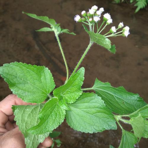 Promo Daun bandotan segar 500gram - Jakarta Selatan - herbs&plants ...