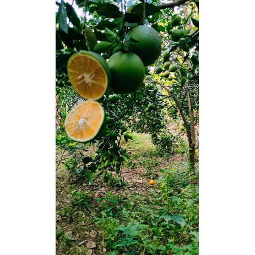 Jual Fresh Fruits Buah Jeruk Manis Baby Java Asli Batu Malang - Kota ...