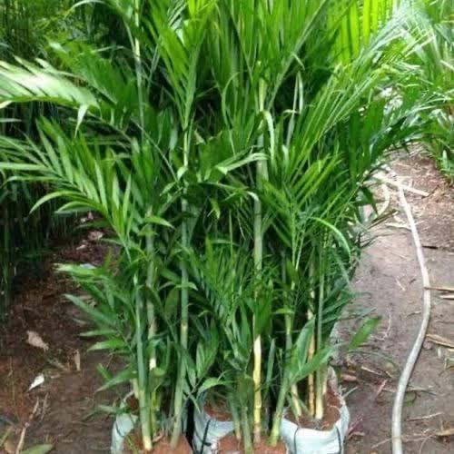 Jual Pohon Palem Jepang - tanaman hias palem jepang tinggi 2 meter ...