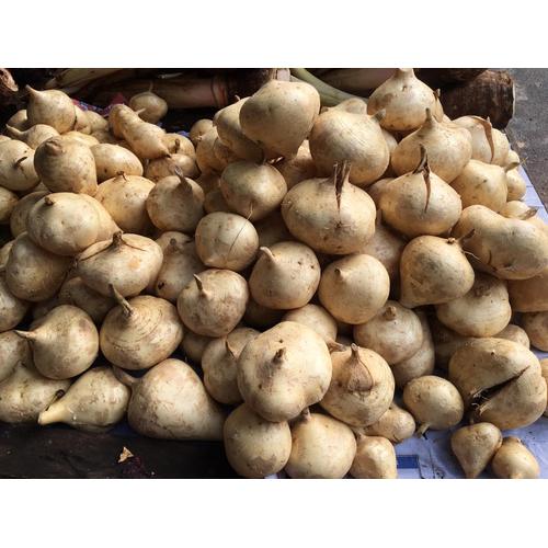 Jual Buah bengkoang / bengkuang / bengkuang super - 500 gram - Jakarta ...