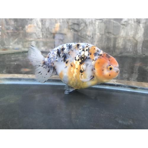Jual Ikan Mas Koki Ranchu Buffalo Calico Gold Fish Ranchu - Jakarta ...