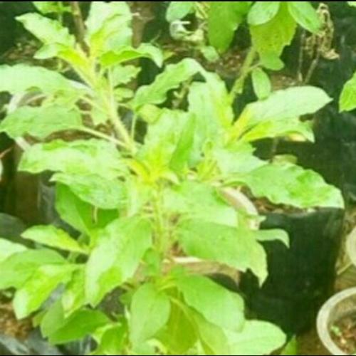 Jual ruku ruku segar daun tulsi bumbu + herbal 200 gram - Kab. Bekasi ...