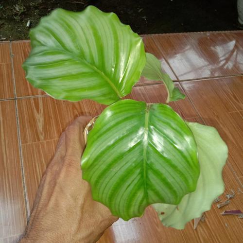 Jual pohon calathea orbi - Kab. Bogor - cv flora karya utama | Tokopedia