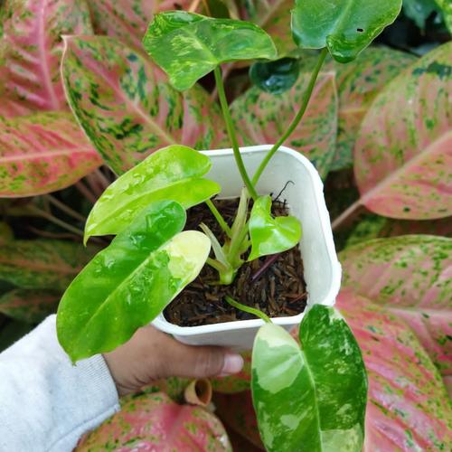 Jual tanaman hias Philo burlemarx variegata philodendron brekele ...