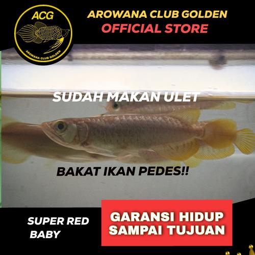 Jual Ikan Hidup Arwana Super Red / Arowana Super Red Kecil Baby - Dki ...