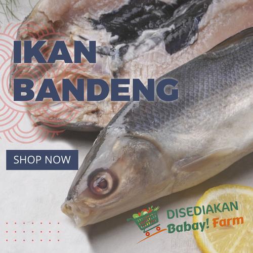 Jual Ikan Bandeng Segar 500gr / 1kg - Var. 500 gram, Utuh - Kota ...