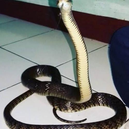 Jual Mainan/ Baby Up Ular Jali ( Ular Macan )/ Jinak Total / Bisa Buat ...