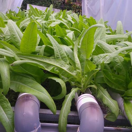 Jual Siomak segar Hidroponik,selada wangi, alt pakan kura darat terbaik ...