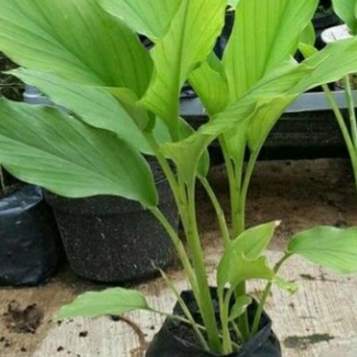 Jual bibit pohon kunyit putih/temu putih - Kab. Bekasi - Sulthan patih ...