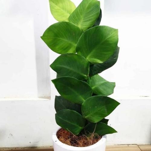 Jual TANAMAN HIAS RAMBAT DOLLAR INDOOR + POT PUTI - Jakarta Utara ...