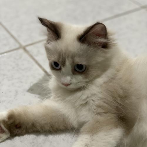 Jual kucing ragdoll betina blue eyes - Kota Semarang - Ragdoll master ...