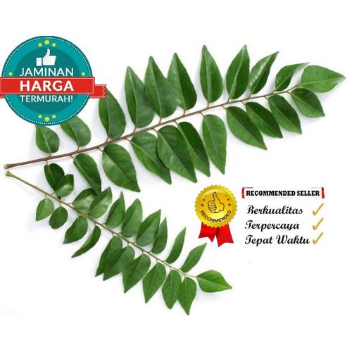 Jual PROMO Daun Kari Daun Salam Koja Temurui FRESH/KERING Wild Curry ...