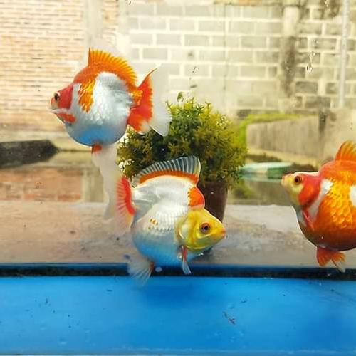 Jual ikan mas koki ryukin - Kota Tangerang Selatan - Goldfish Import ...